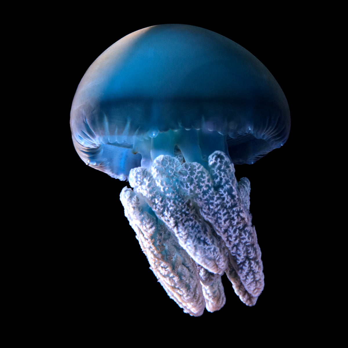 Blubber Jellyfish – Jellyfish Warehouse
