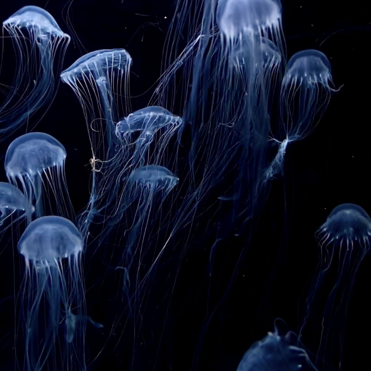 Bay Nettle Jellyfish – Jellyfish Warehouse
