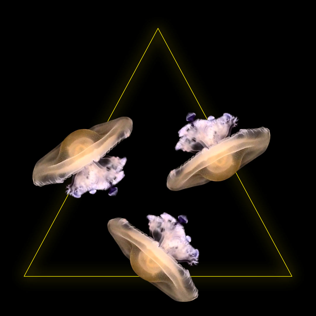 Jellyfish Bundles – Jellyfish Warehouse