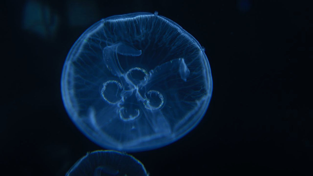 Moon Jellyfish – Jellyfish Warehouse