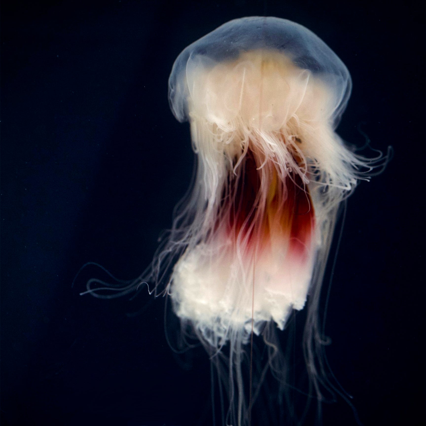 Lions Mane Jellyfish Size Comparison Lion's Mane Jellyfish American